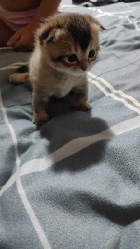 Продаётся котёнок