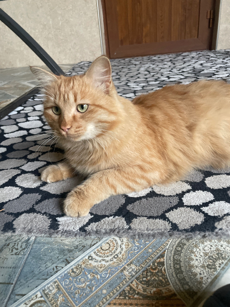Кошка рыжая мальчик
