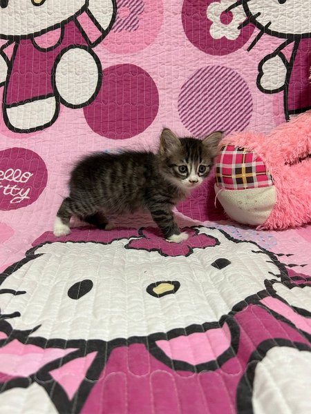 Продается котенок