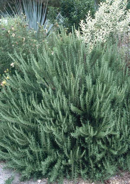 Розмарин / Rosmarinus officinalis
