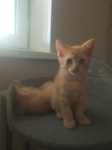 Продаются котята Скоттиш страйт