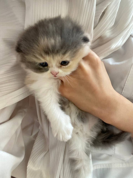 Котята Британские