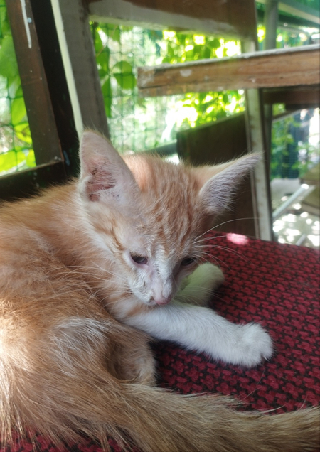 Котенок рыженький, мальчик.