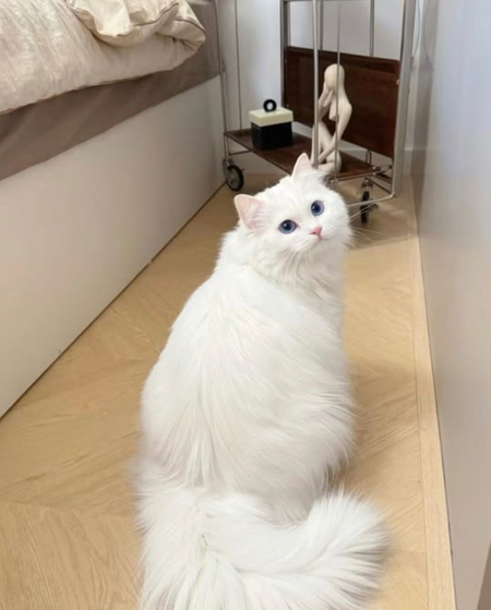 Продается котёнок