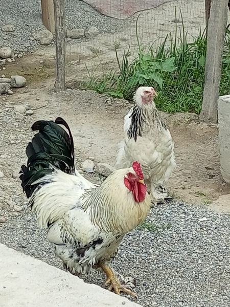 Brama xoroz tovuq sotiladi