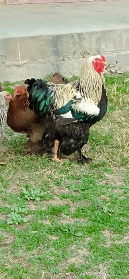 Tuxumi,zoti ishonchli