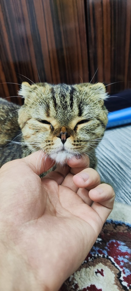 Scottish Fold qizcha