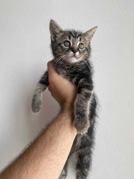 Скоттиш Страйт котёнок 2х-месячный