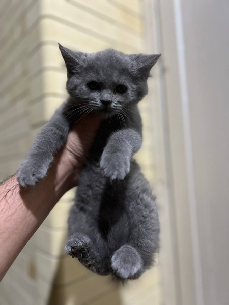 Продойотся чистокровние котята страйт