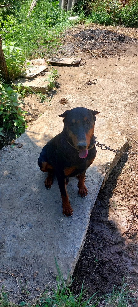 Doberman zoti toza