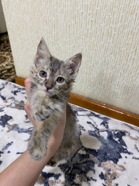 Отдам котят в хорошие руки.