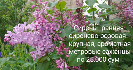 Продаю садовую рассаду