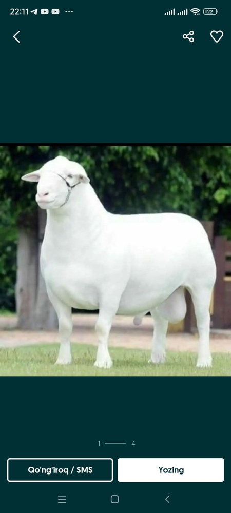 Qassob qoy soyish xizmati