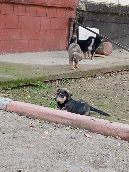 Красивые щенята.