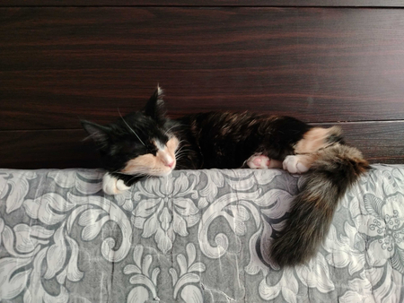 Котенок Девочка отдаётся в добрые руки!