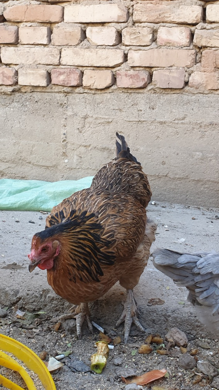 Tovuq xurozlar sotiladi