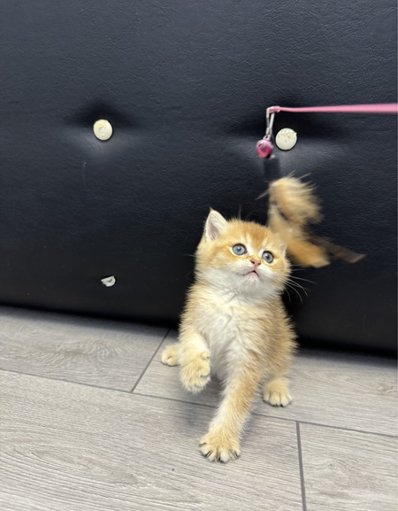Продается котенок золотая шиншилла
