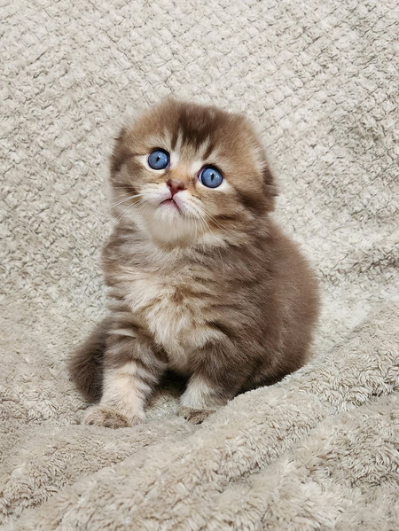 Продаётся девочка котёнок серебристая шиншилла