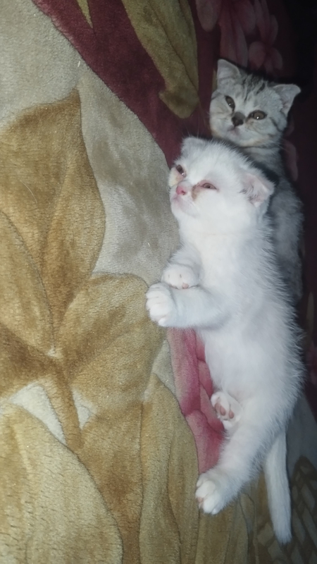 вислоухие котята