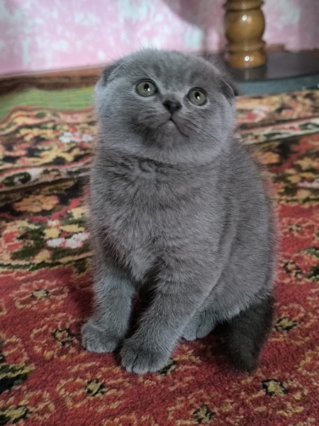 Scottish Fold britan