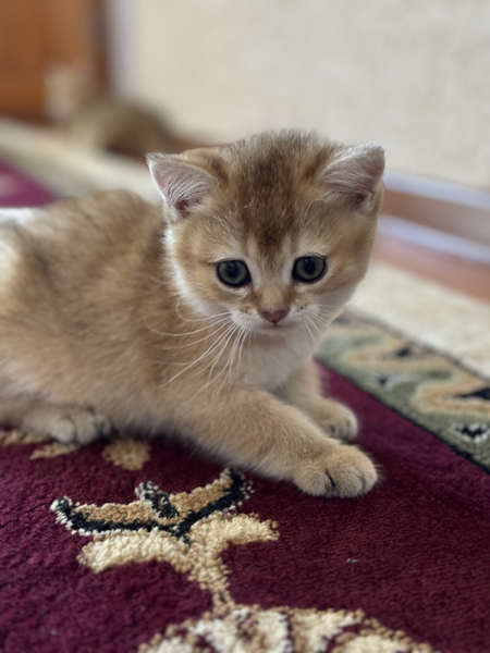 кошка золотая Шиншилла Девочка