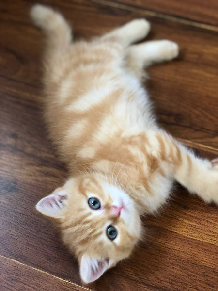 Продаётся Котёнок Скоттиш Страйт