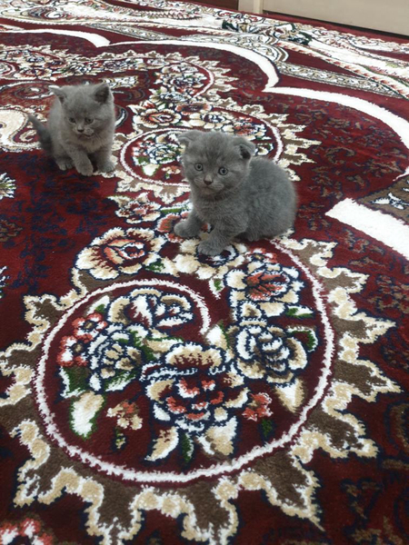 Скоттиш Страйт Мушукчалари сотилади