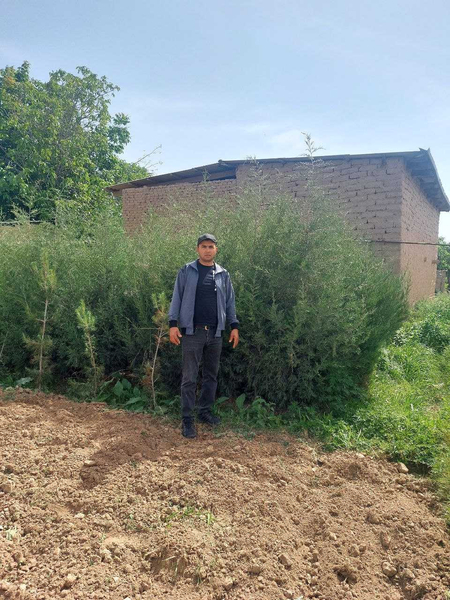 Можжевельник кучатлари сотилади