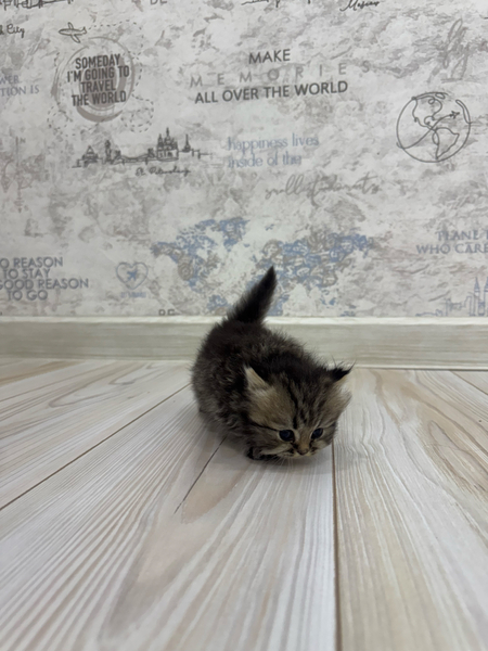 Котята смесь скоттиш фолд и шиншилла