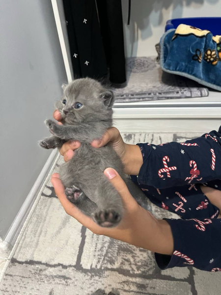 кошки британская шиншила