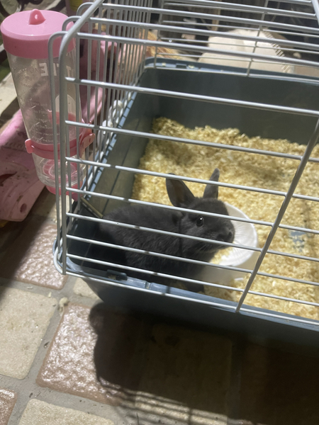 Карлековый кролик + клетка