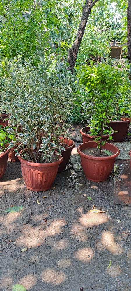 Euonymus Japonica Aurea Bravo