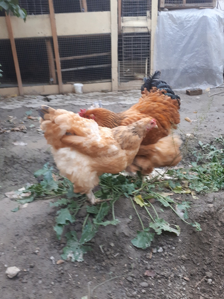 Brama sotiladi 250000