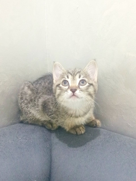 Котята очень умные и игривые.