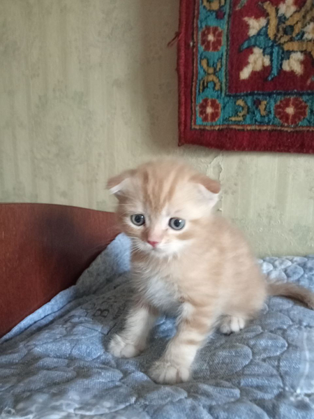 Продам котят Шотландской Вислоухой