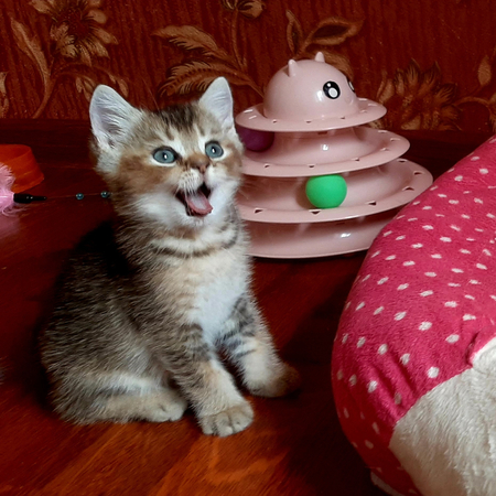 Скоттиш страйт котёнок