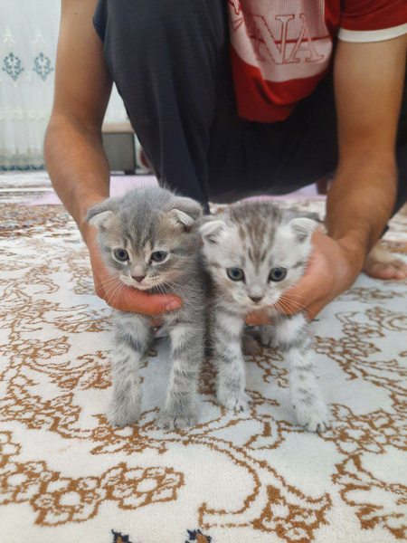 Продаются котята