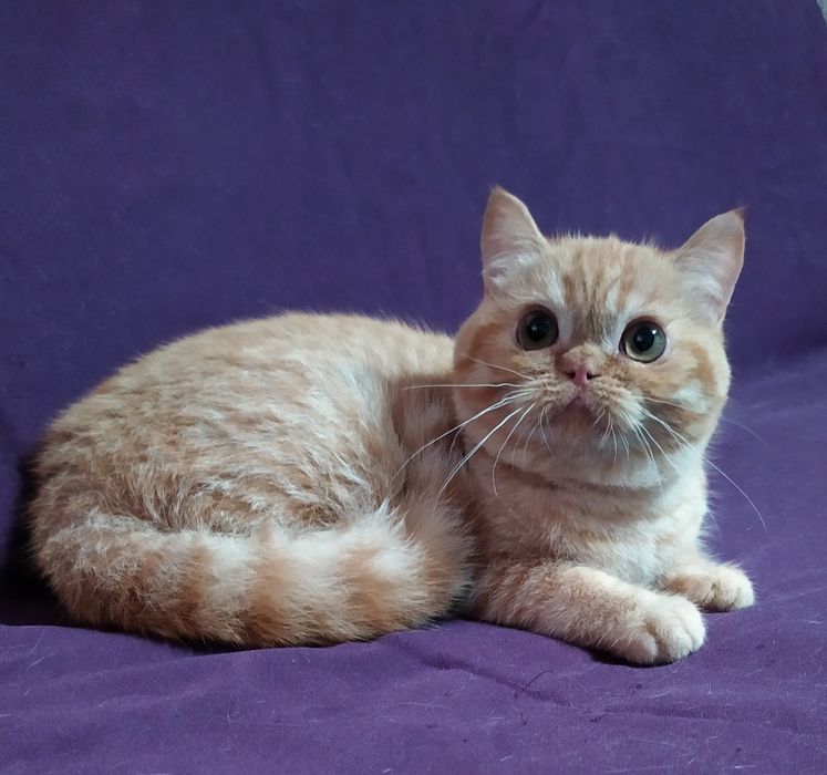 Чудесный мальчик скотиш страйт