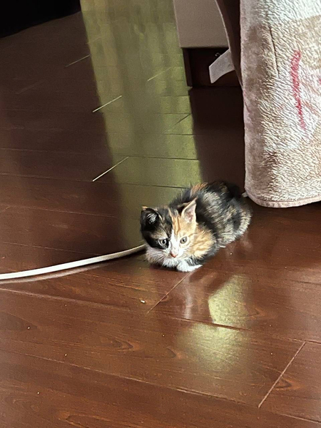 Бесплатно котята в добрые руки