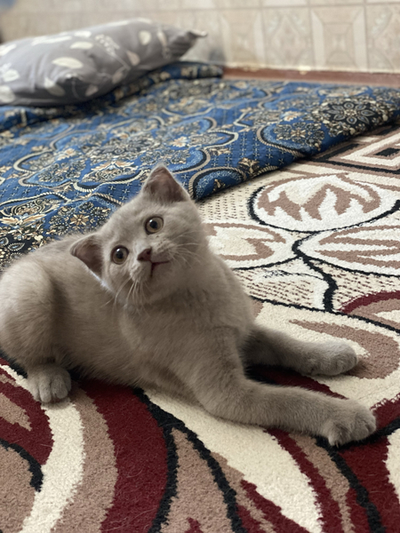 Продаётся котёнок (мальчик)