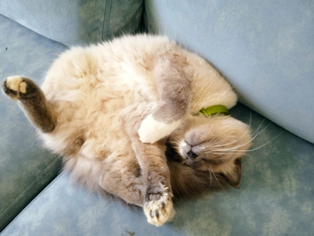 Продаю сиамского кота,уже стерилизованый.