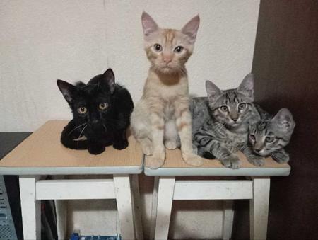 Котята в добрые руки. Смотрите фото.