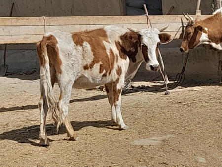 Qisir sigirlar sotiladi 1 va 2qorin tug‘gan