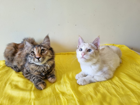 Отдам котят в добрые руки