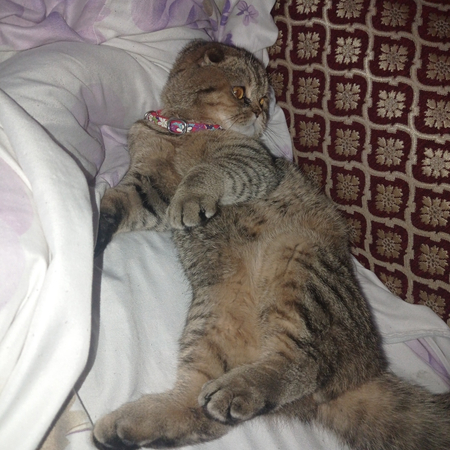 Продает кот скотиш фолд