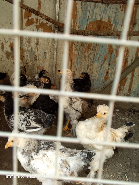 Brama tovuqlari qafasi bilan birga sotiladi