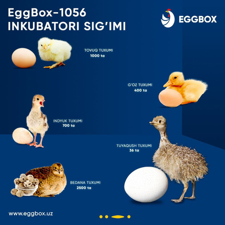 Inkubatir sotiladi 1056 tali Eggbox firmasidan bir sizon ishlatgan