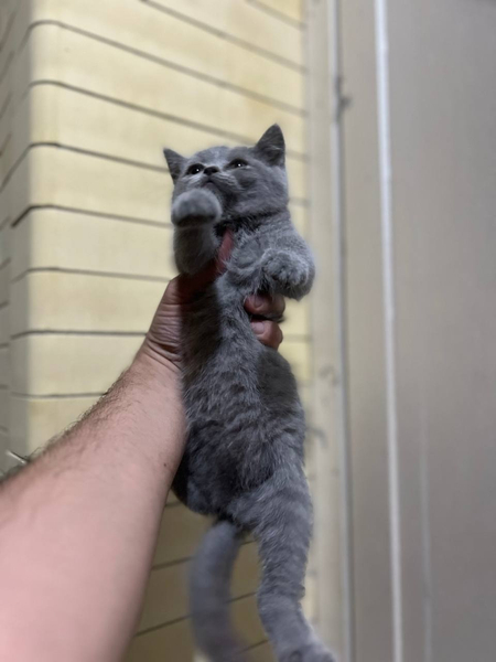 Продойотся чистокровние котята страйт