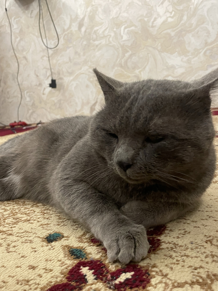 Британская короткошёрстная кошка