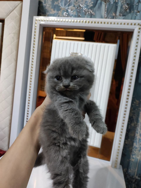 Продаются красивые котята